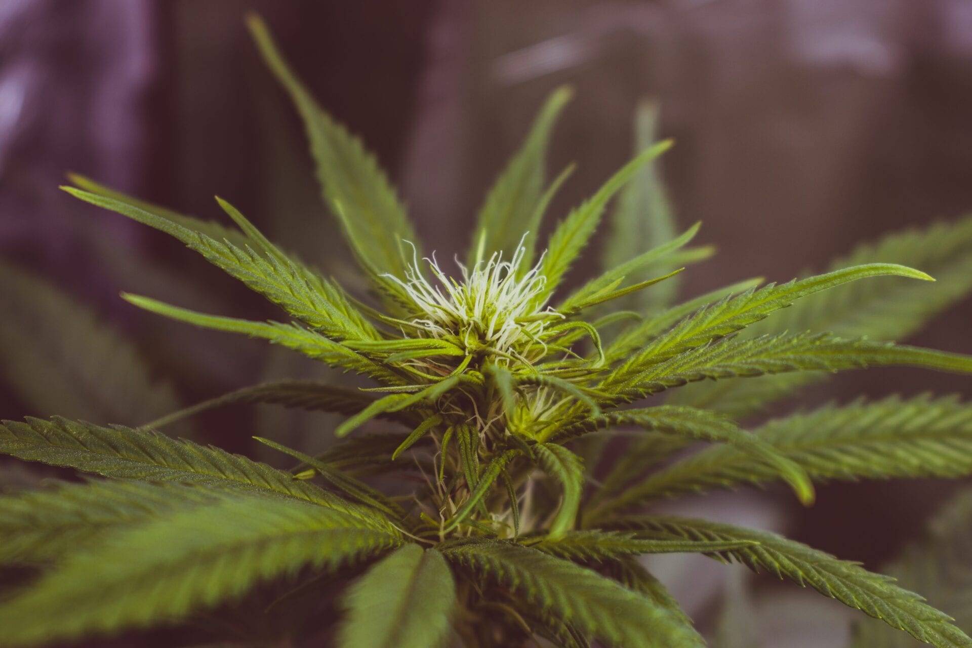 Bulk CBD Distributors For The Best CBD Wholesale Supplier bulk-cbd-distributors-for-the-best-cbd-wholesale-supplier