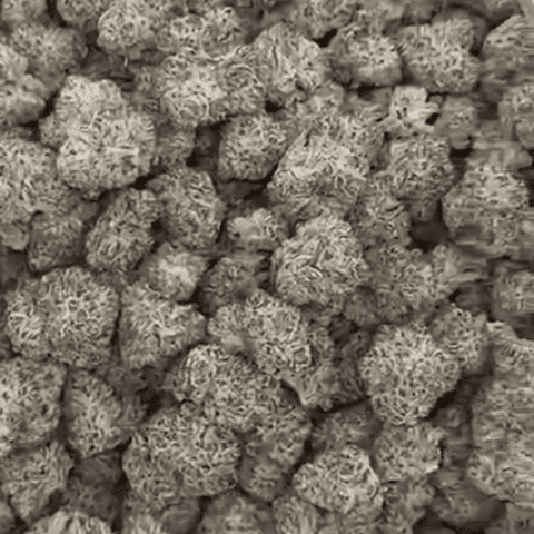 Buy Black Ice Exotic THCA Flower At BCD