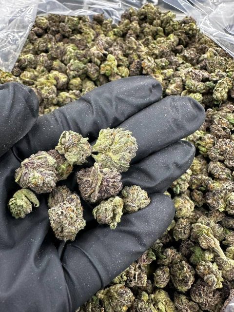 Buy Jet Fuel Runts Smalls Zaza THCA Flower At BCD