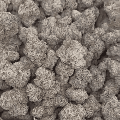 Buy Indoor Oreoz Strain THCA Flower At BCD