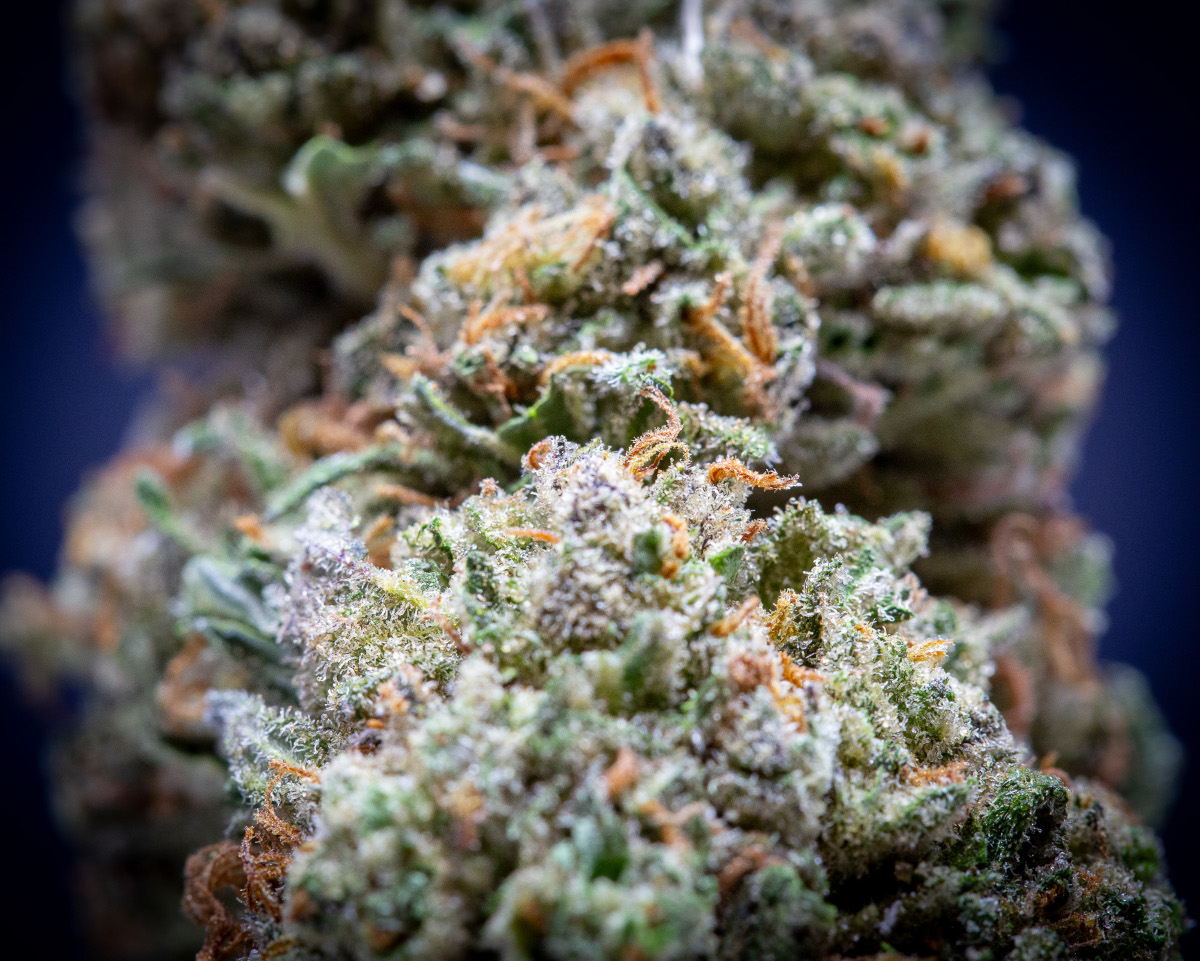 Buy London Pound Cake Light Assist THCA Flower At BCD