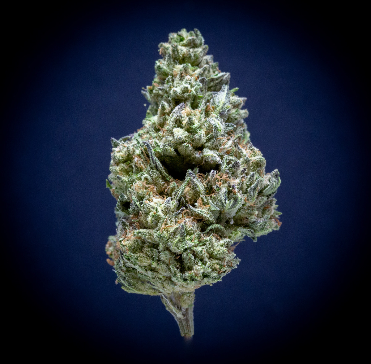 Buy Jungle Sherb Light Assist THCA Flower At BCD