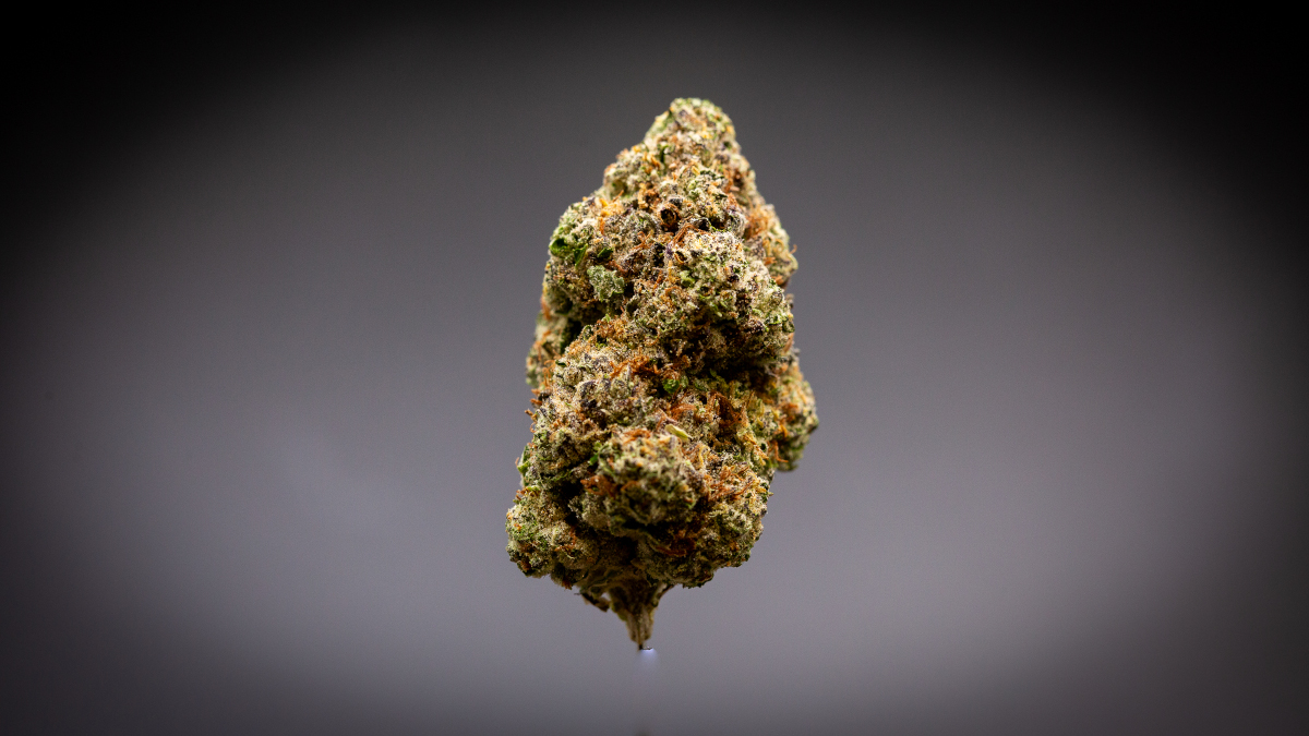 Buy Mod Grapes Light Assist THCA Flower At BCD